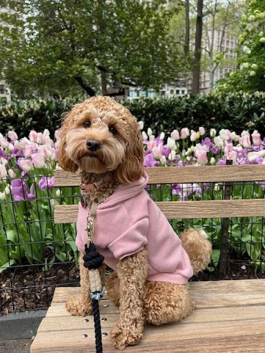 Meet Bailey — Madison Square Park Conservancy Meet Bailey — Madison Square Park Conservancy