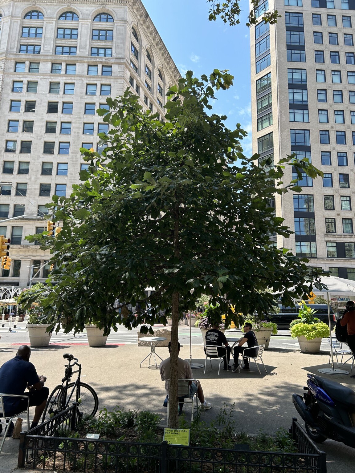 Street Trees and Resilient Understory Plantings — Madison Square Park ...