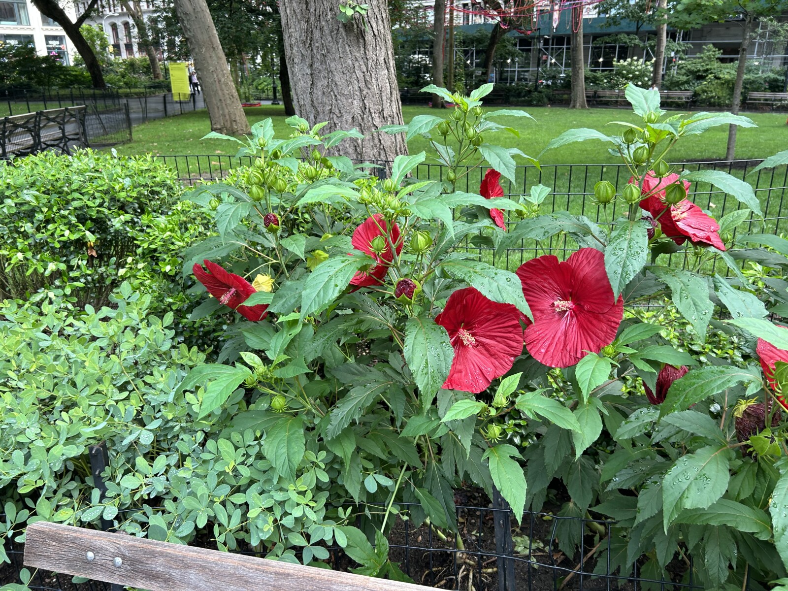 Horticulture Spotlight - Hibiscus — Madison Square Park Conservancy