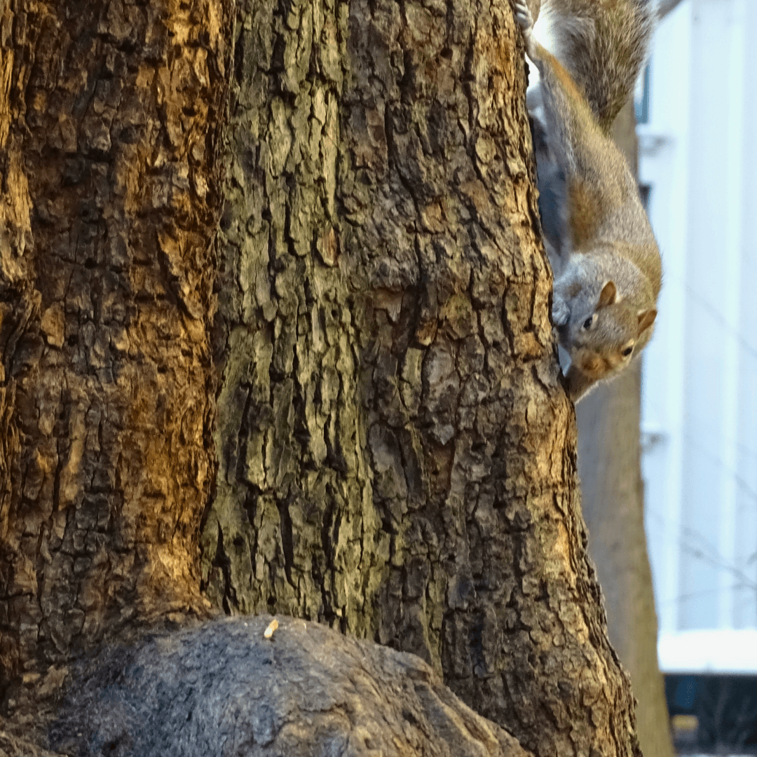 The Great Tree Search 2023 — Madison Square Park Conservancy