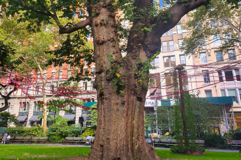 Welcome to Madison Square Park — Madison Square Park Conservancy