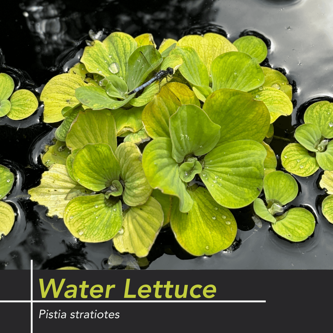 Dive into our Reflecting Pool Aquatic Garden — Madison Square Park ...