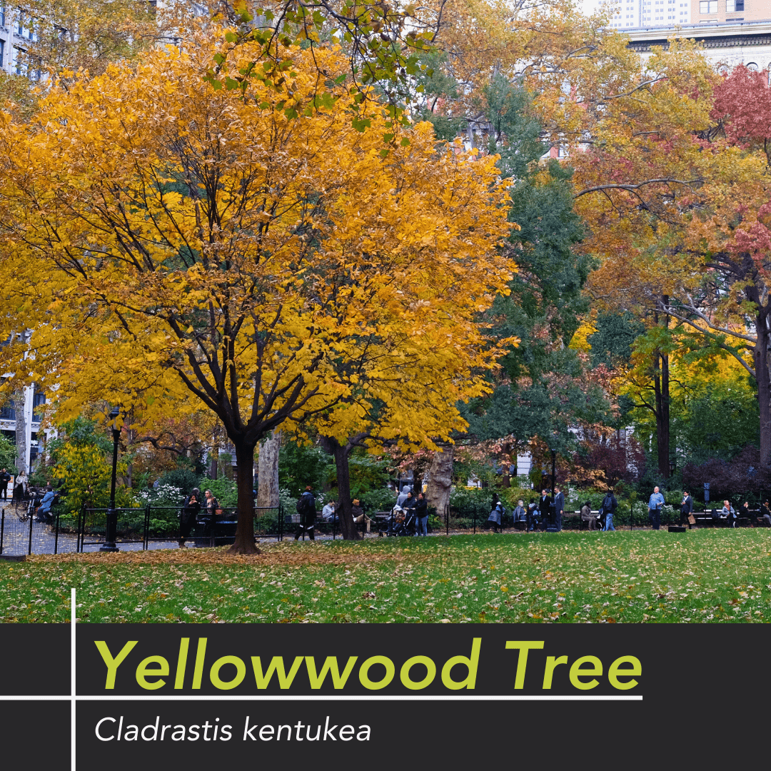 Falling into Autumn — Madison Square Park Conservancy