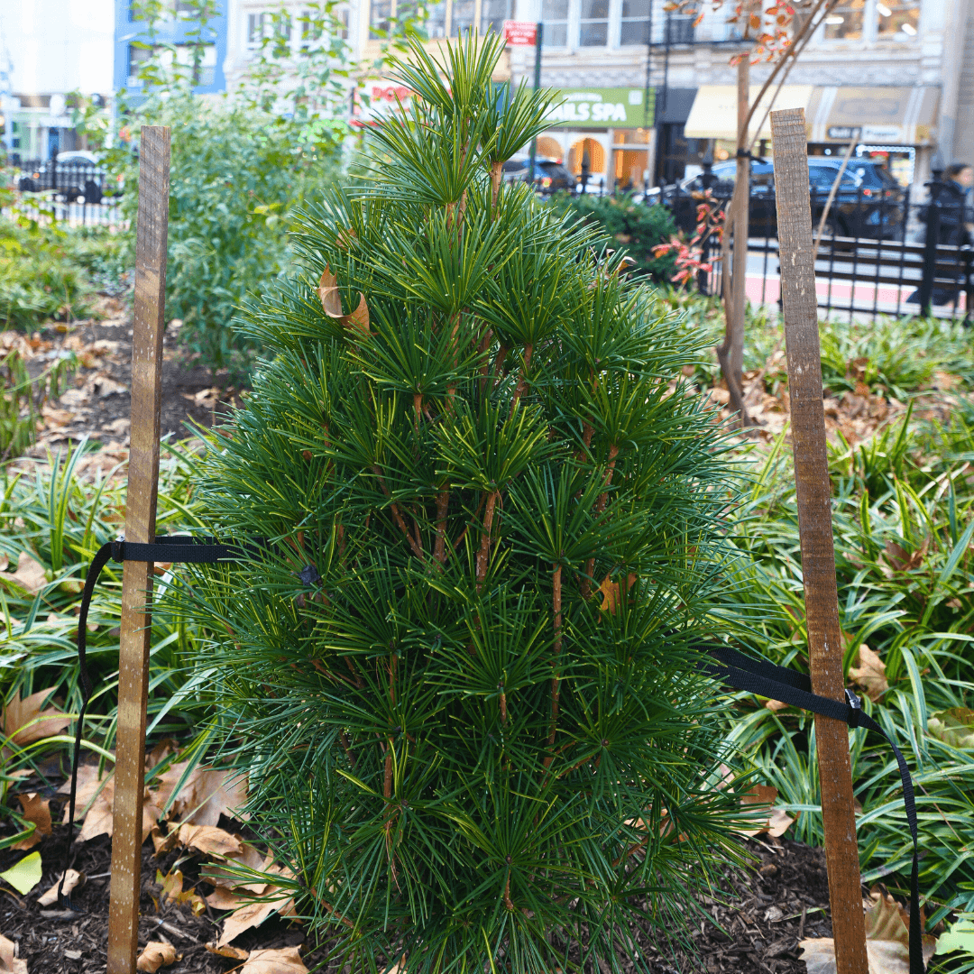 Meet the Trees: Umbrella Pine — Madison Square Park Conservancy