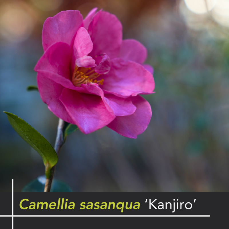 Camellias in Madison Square Park — Madison Square Park Conservancy Camellias in Madison Square Park — Madison Square Park Conservancy