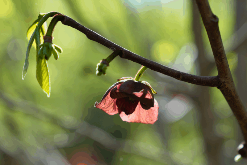 "Gardens of Renewal" Spotlight Series: Pawpaw Tree — Madison Square ...