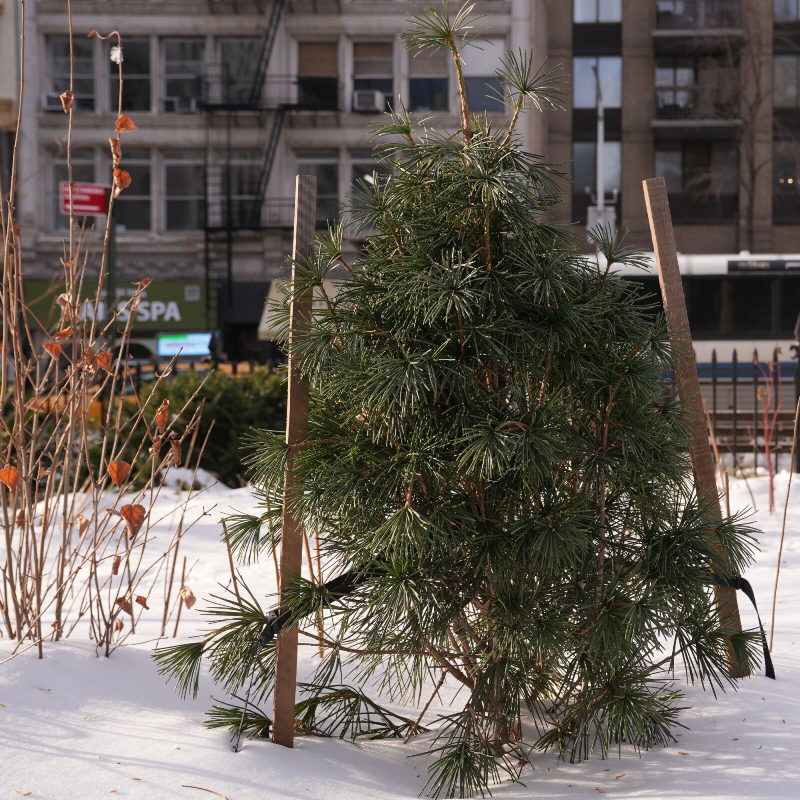 Snow in the Garden — Madison Square Park Conservancy